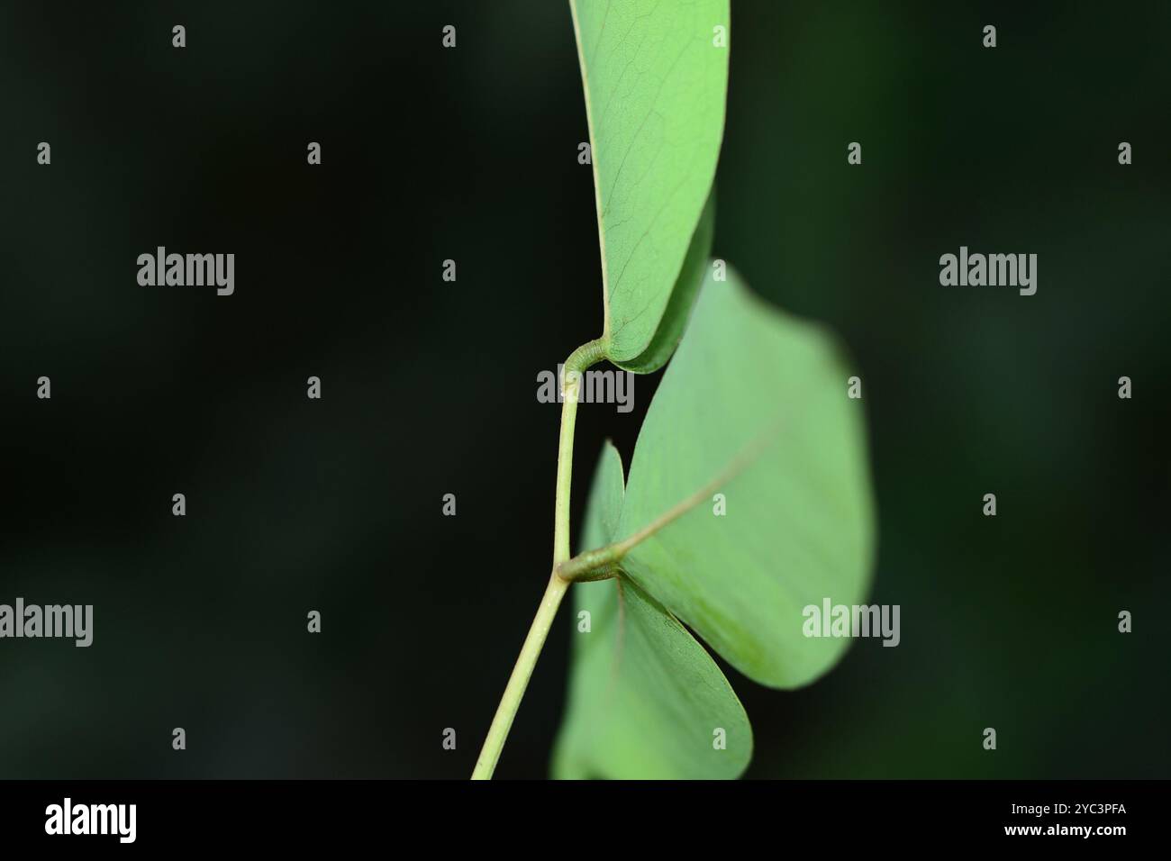 Common Derris (Derris trifoliata) Plantae Stock Photo - Alamy