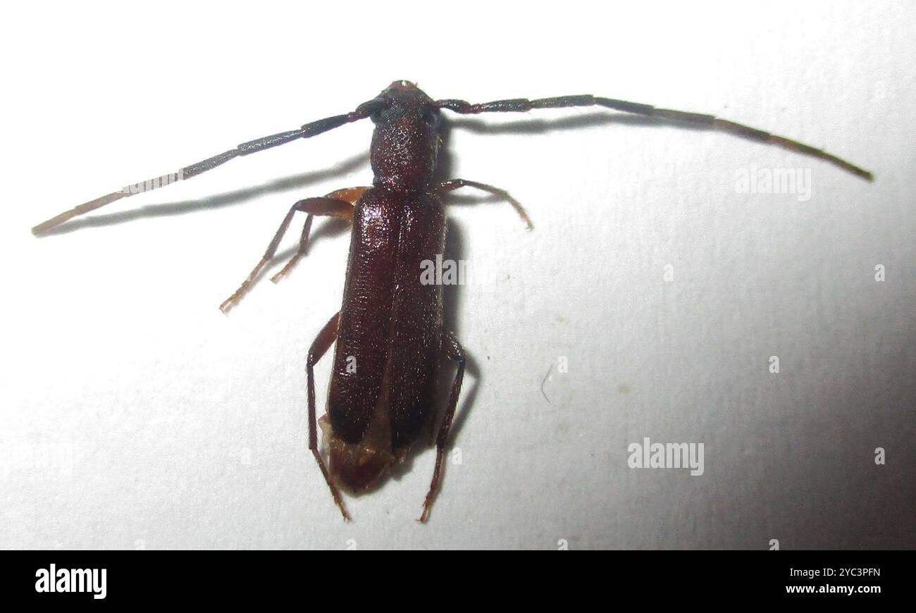 (Tallyrama testacea) Insecta Stock Photo - Alamy