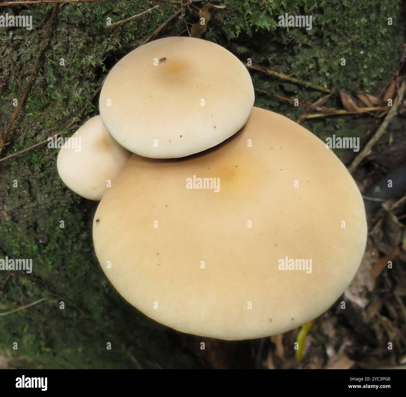 Tawaka (Cyclocybe parasitica) Fungi Stock Photo - Alamy