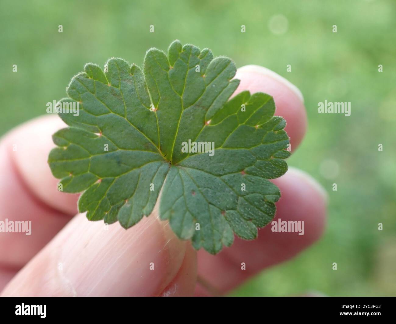 Round-leaved Crane's-bill (Geranium rotundifolium) Plantae Stock Photo ...