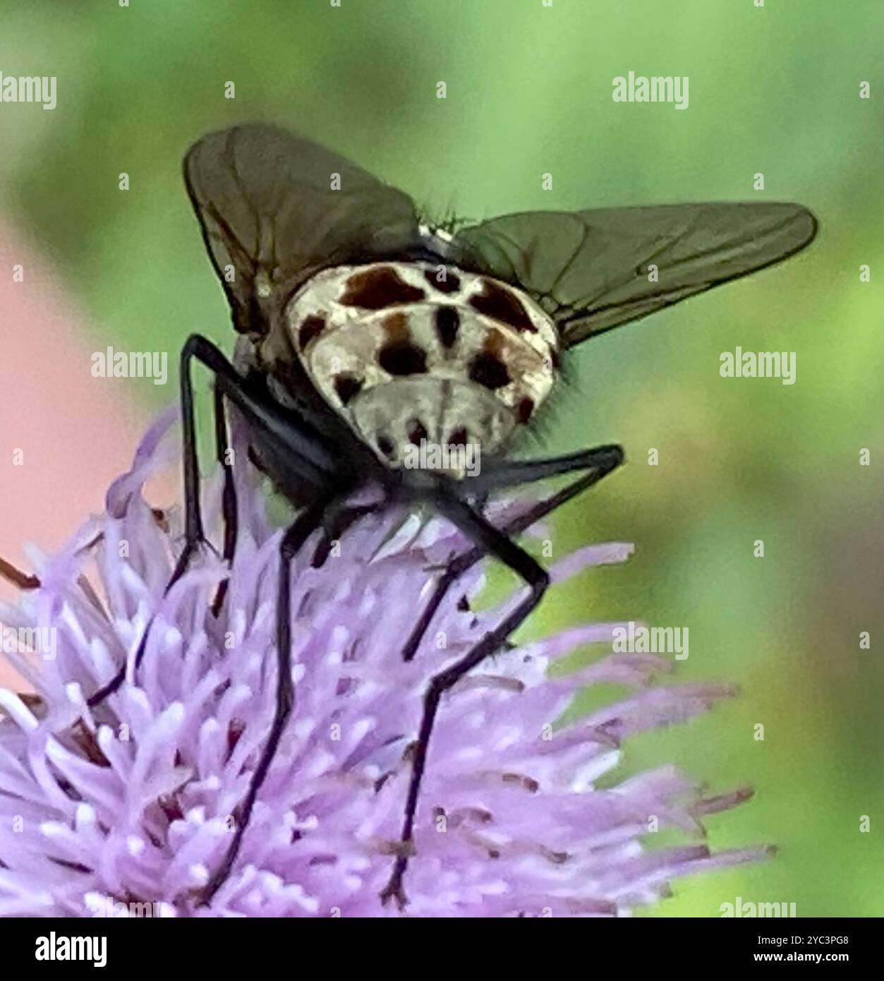 (Graphomya maculata) Insecta Stock Photo - Alamy