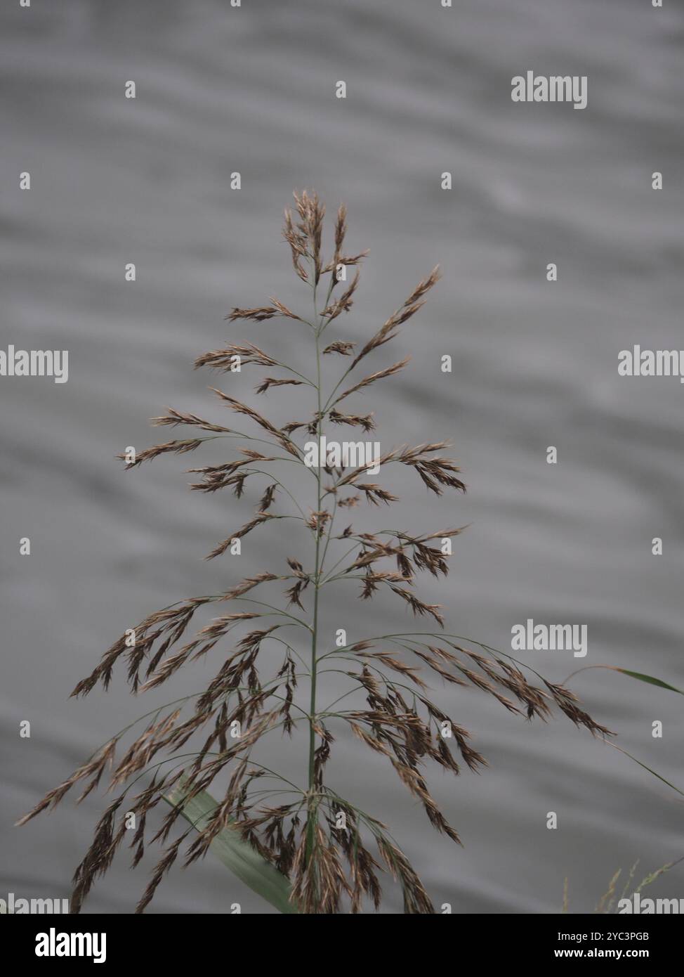 common reed (Phragmites australis) Plantae Stock Photo - Alamy