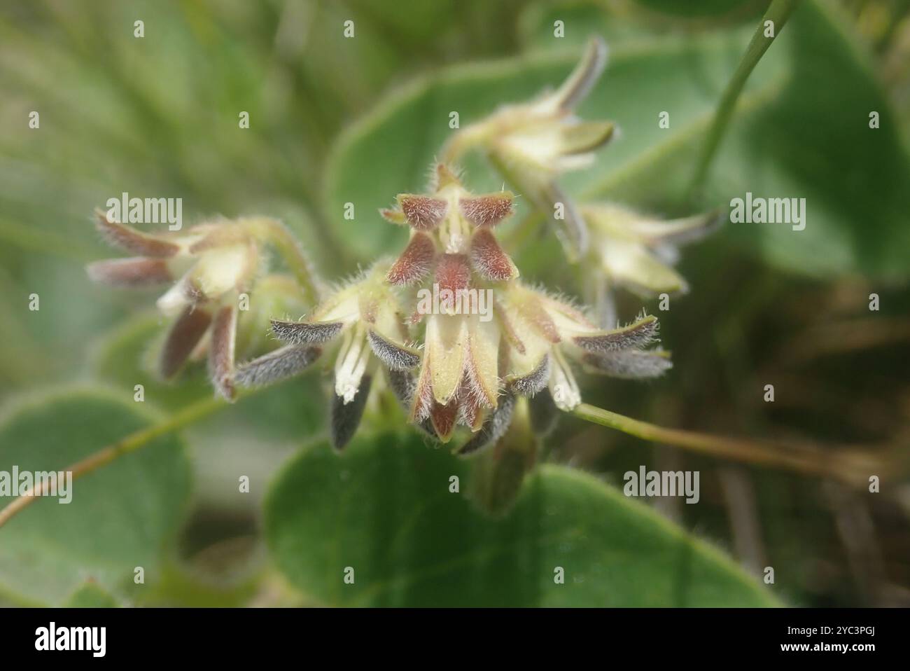 (Anisotoma pedunculata) Plantae Stock Photo - Alamy