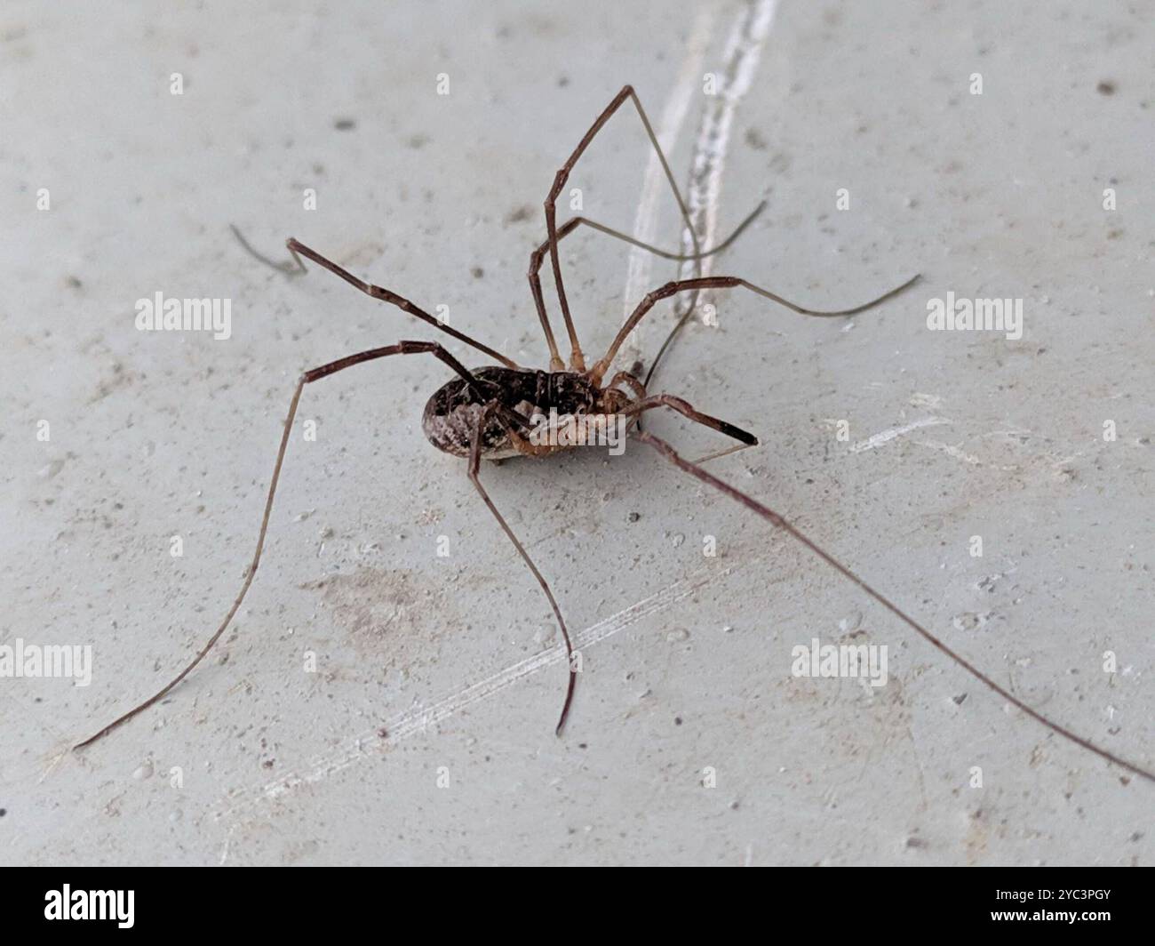 Saddleback Harvestman (Mitopus morio) Arachnida Stock Photo - Alamy