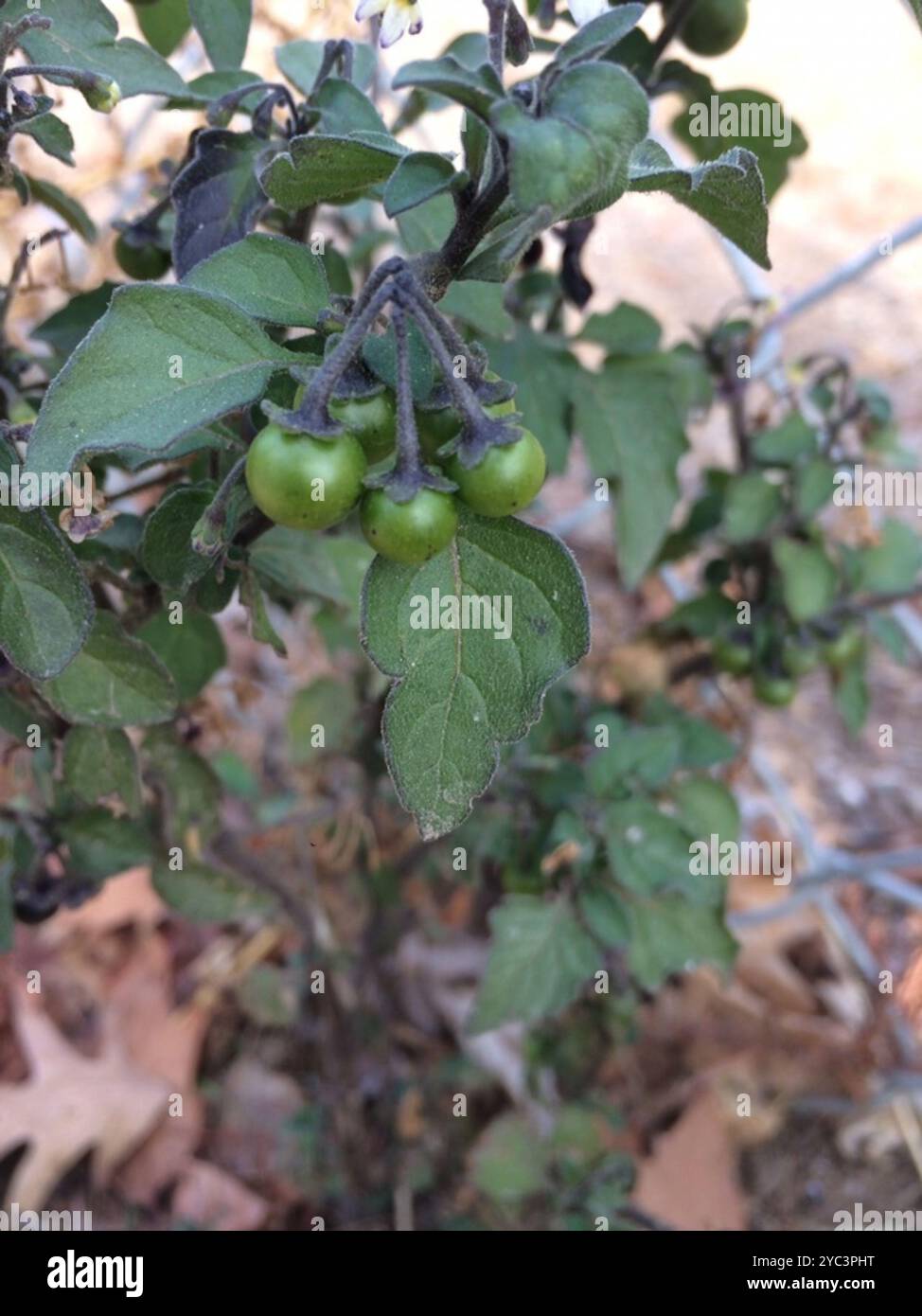 nightshades (Solanum) Plantae Stock Photo - Alamy