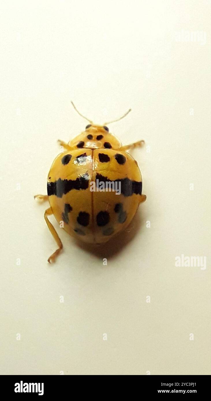 Fungus-eating Lady Beetles (Psyllobora) Insecta Stock Photo - Alamy