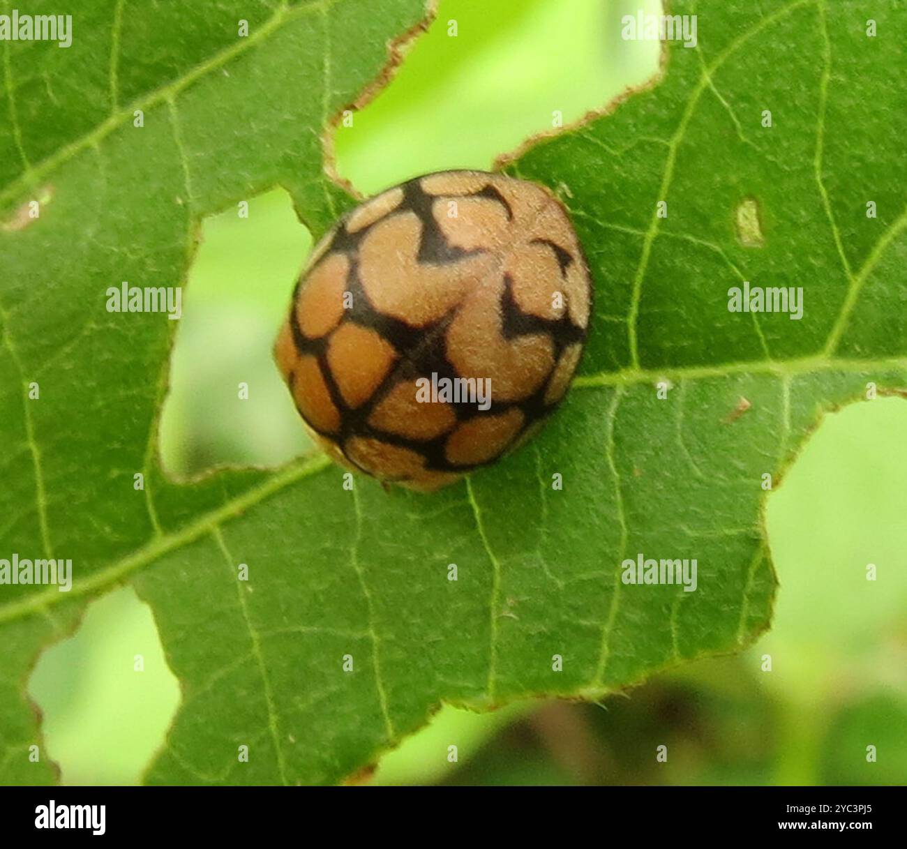 Potato Lady Beetle (Solanophila dregei) Insecta Stock Photo - Alamy