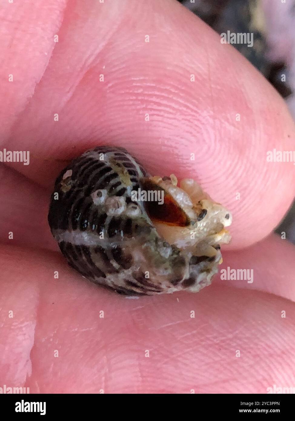 Spotted Unicorn (Acanthinucella punctulata) Mollusca Stock Photo - Alamy