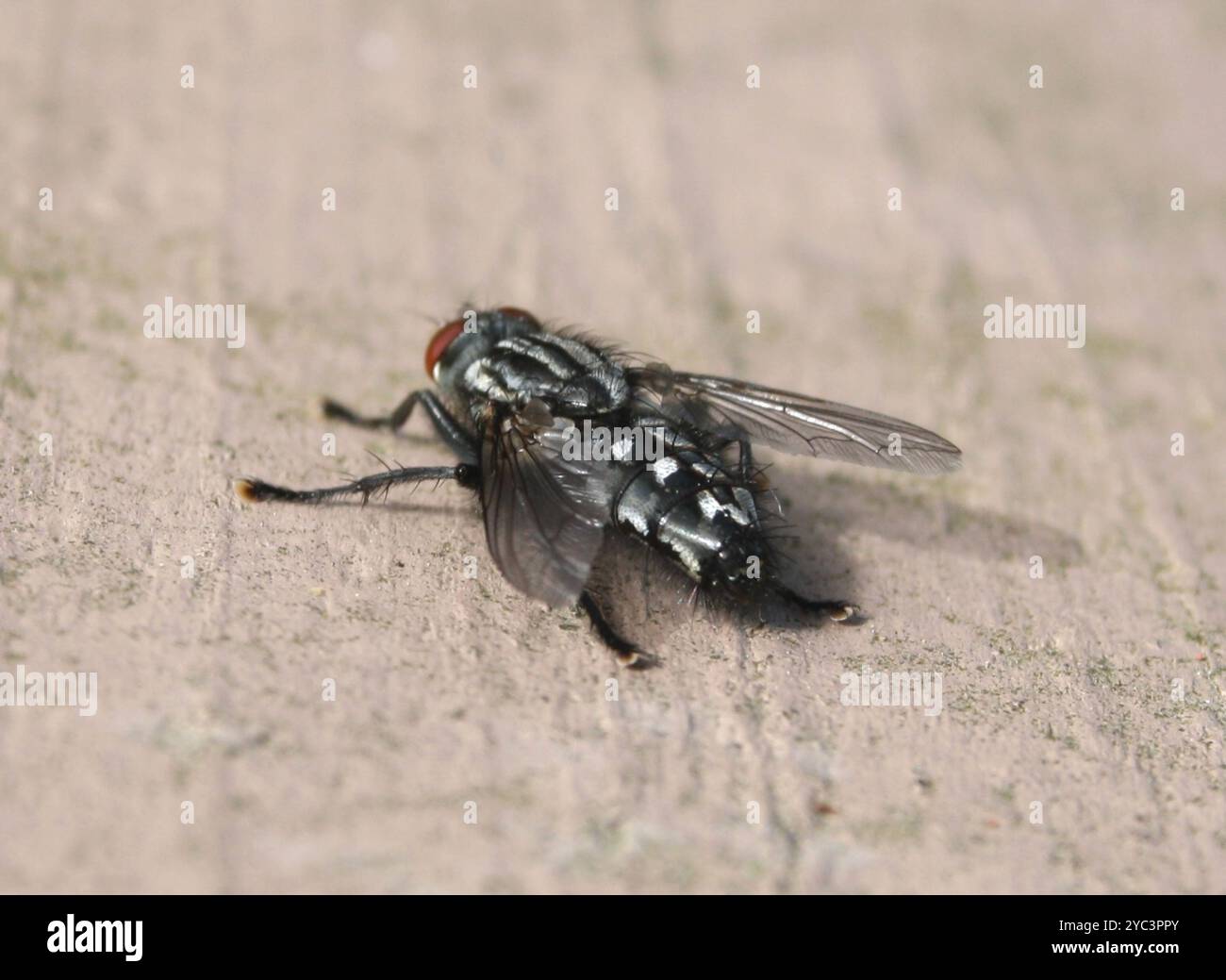 Common Flesh Flies (Sarcophaga) Insecta Stock Photo - Alamy