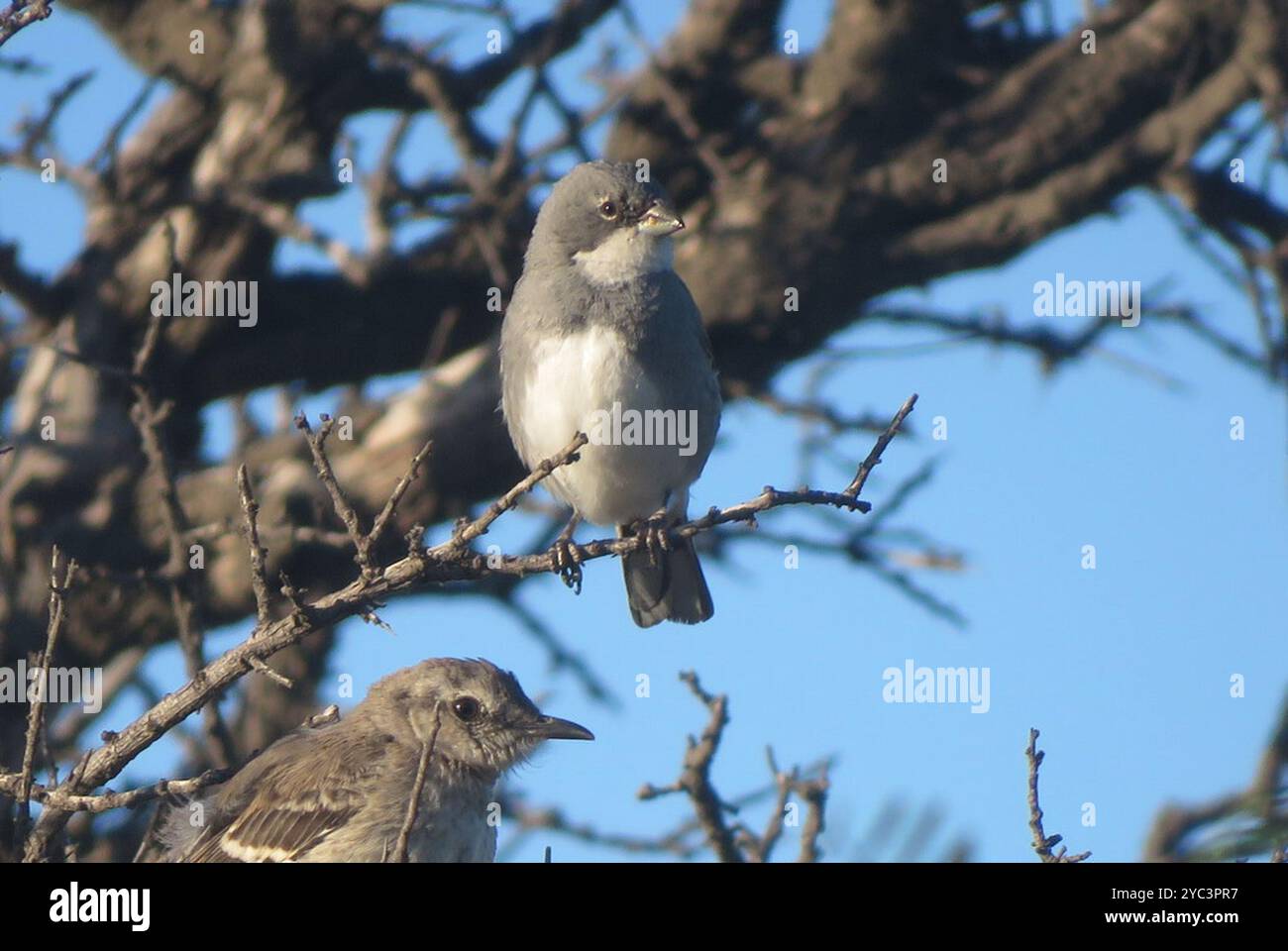 Diuca diuca hi-res stock photography and images - Alamy