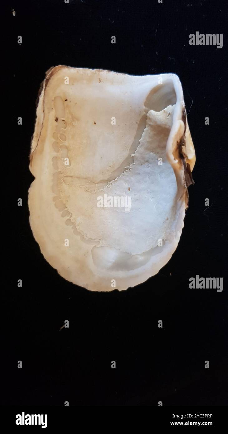 Truncate Softshell Clam (Mya truncata) Mollusca Stock Photo - Alamy