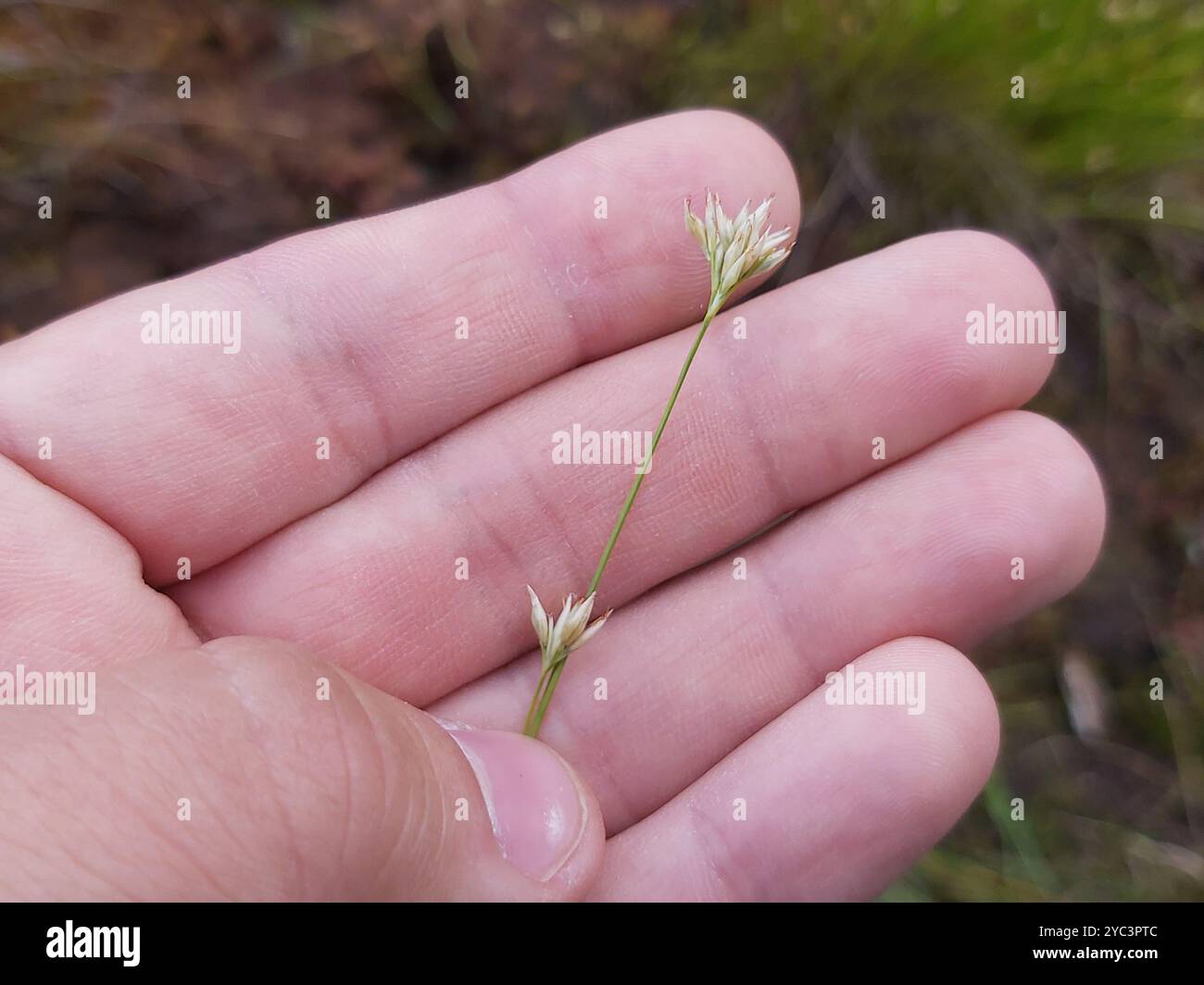 white beak-sedge (Rhynchospora alba) Plantae Stock Photo - Alamy