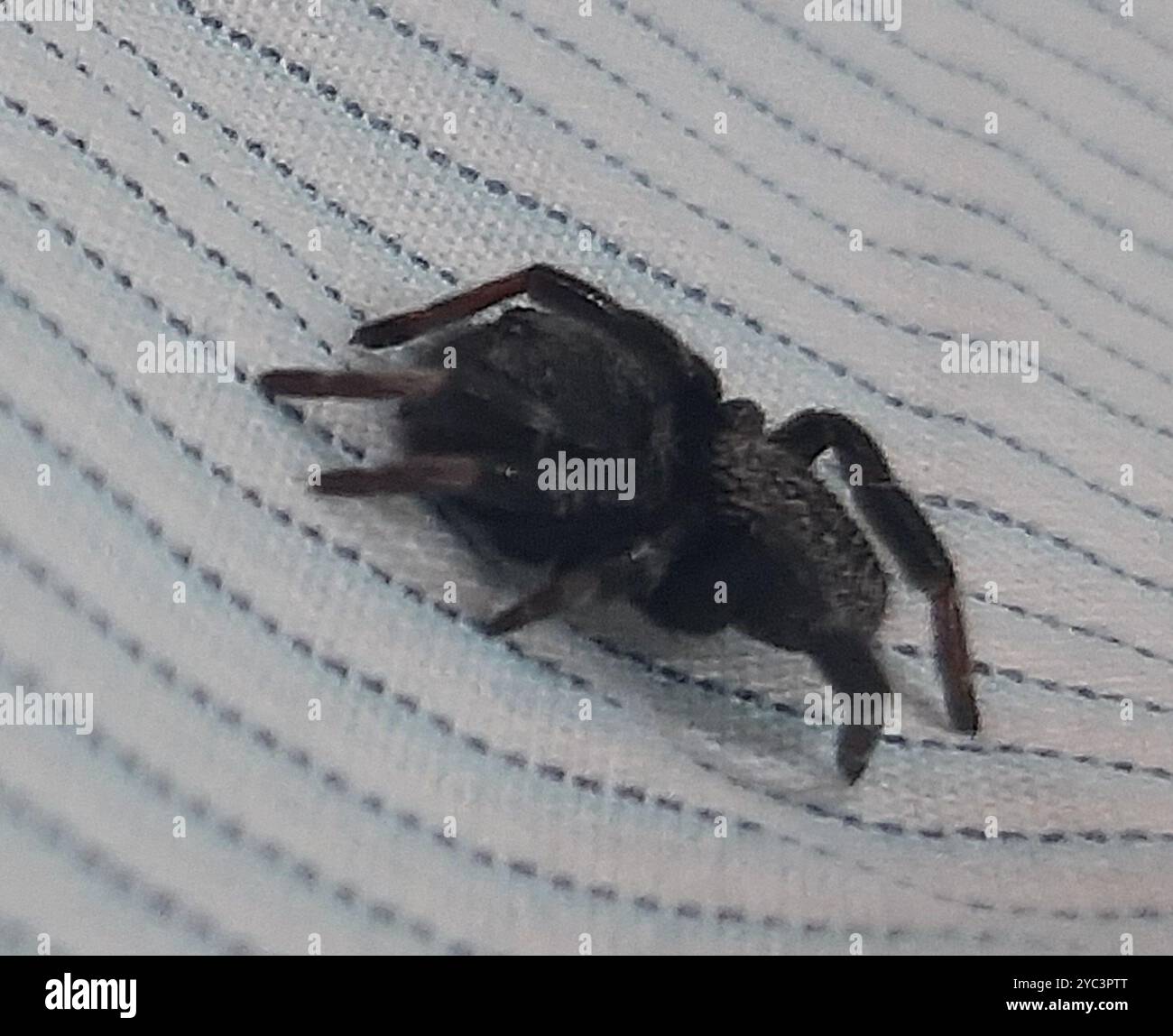 Tree Velvet Spiders (Gandanameno) Arachnida Stock Photo - Alamy