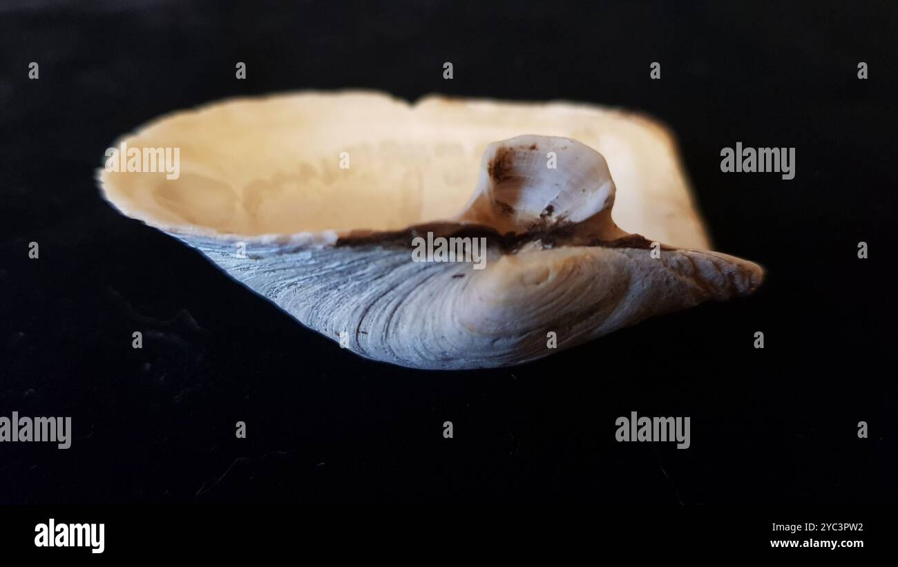 Truncate Softshell Clam (Mya truncata) Mollusca Stock Photo - Alamy