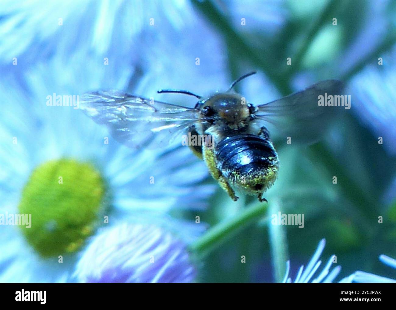 Mining Bees (Andrena) Insecta Stock Photo - Alamy