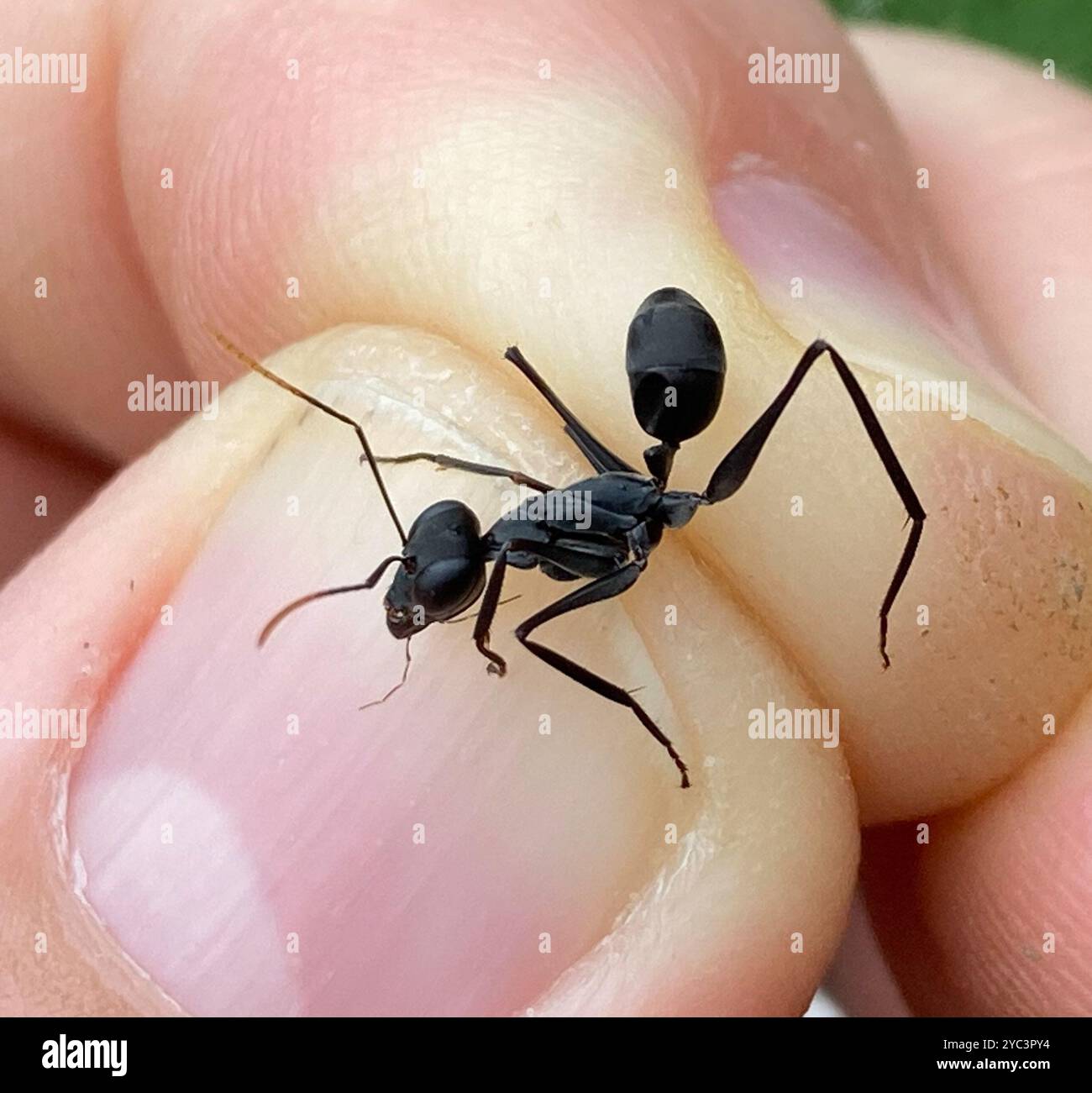 (Gigantiops destructor) Insecta Stock Photo - Alamy