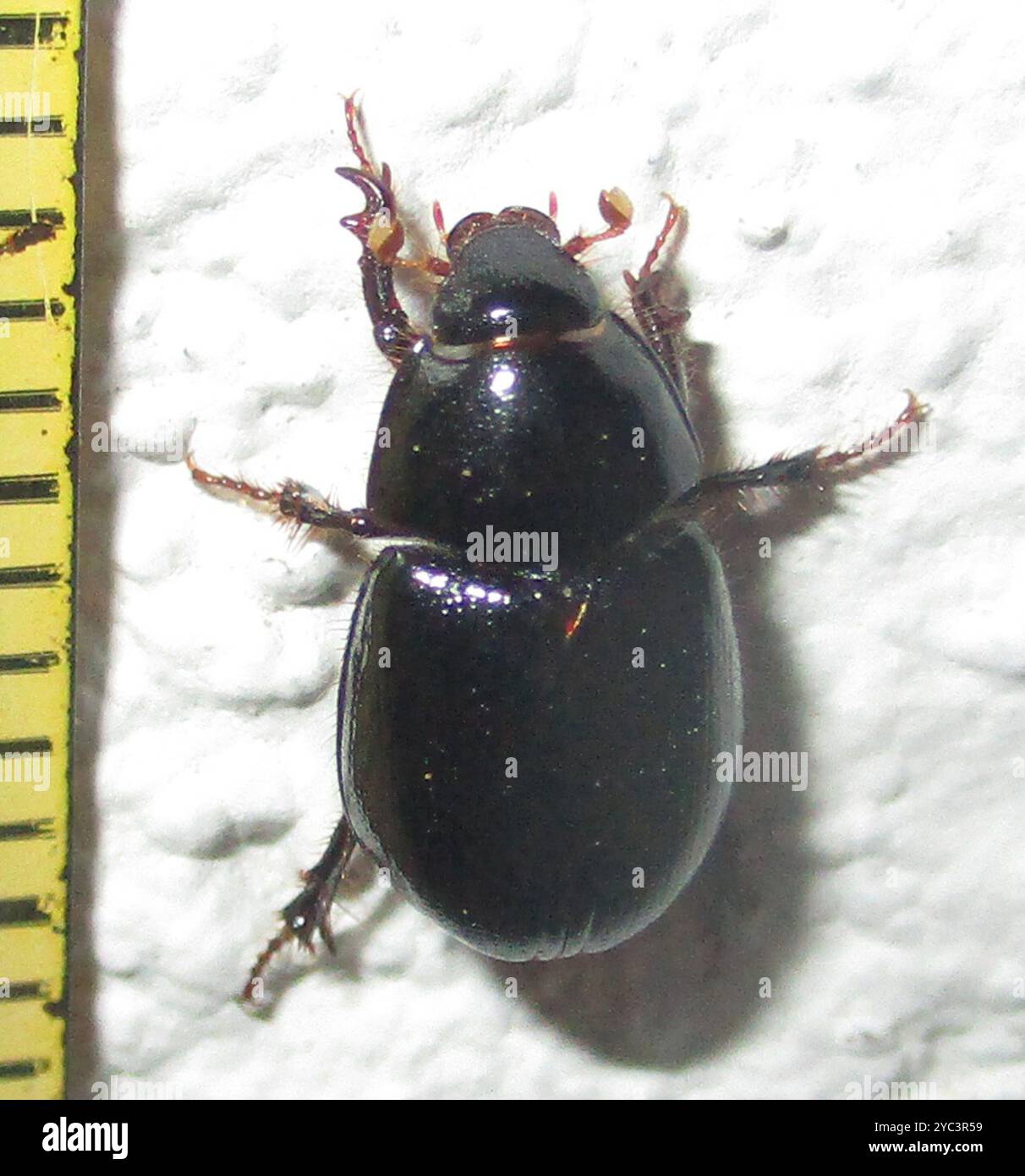 Scavenger and Pill Scarab Beetles (Hybosoridae) Insecta Stock Photo - Alamy