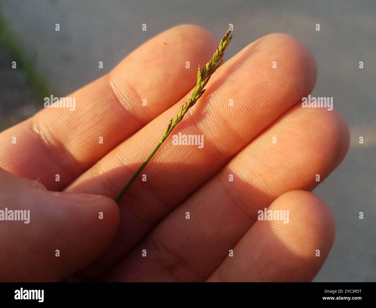 Canada bluegrass (Poa compressa) Plantae Stock Photo - Alamy