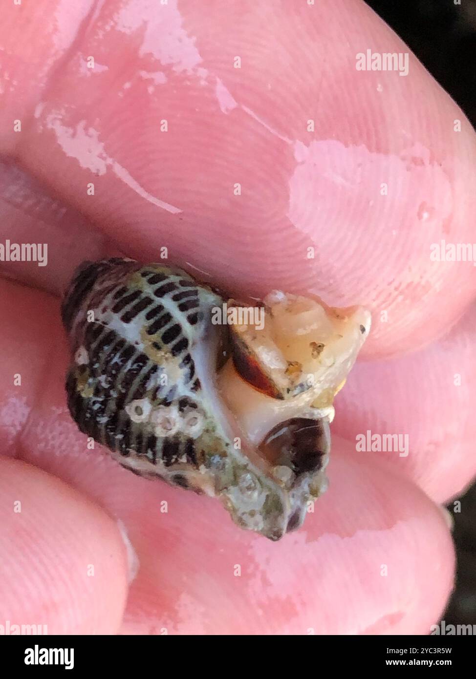 Spotted Unicorn (Acanthinucella punctulata) Mollusca Stock Photo - Alamy