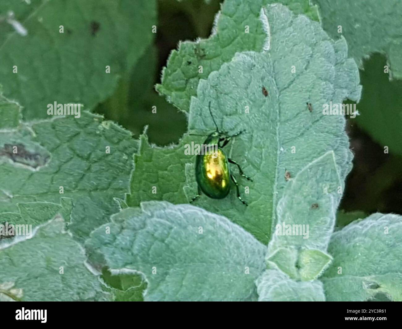 Mint Leaf beetle (Chrysolina herbacea) Insecta Stock Photo - Alamy