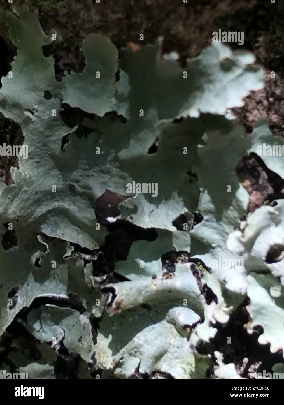 Ruffle Lichens (Parmotrema) Fungi Stock Photo - Alamy