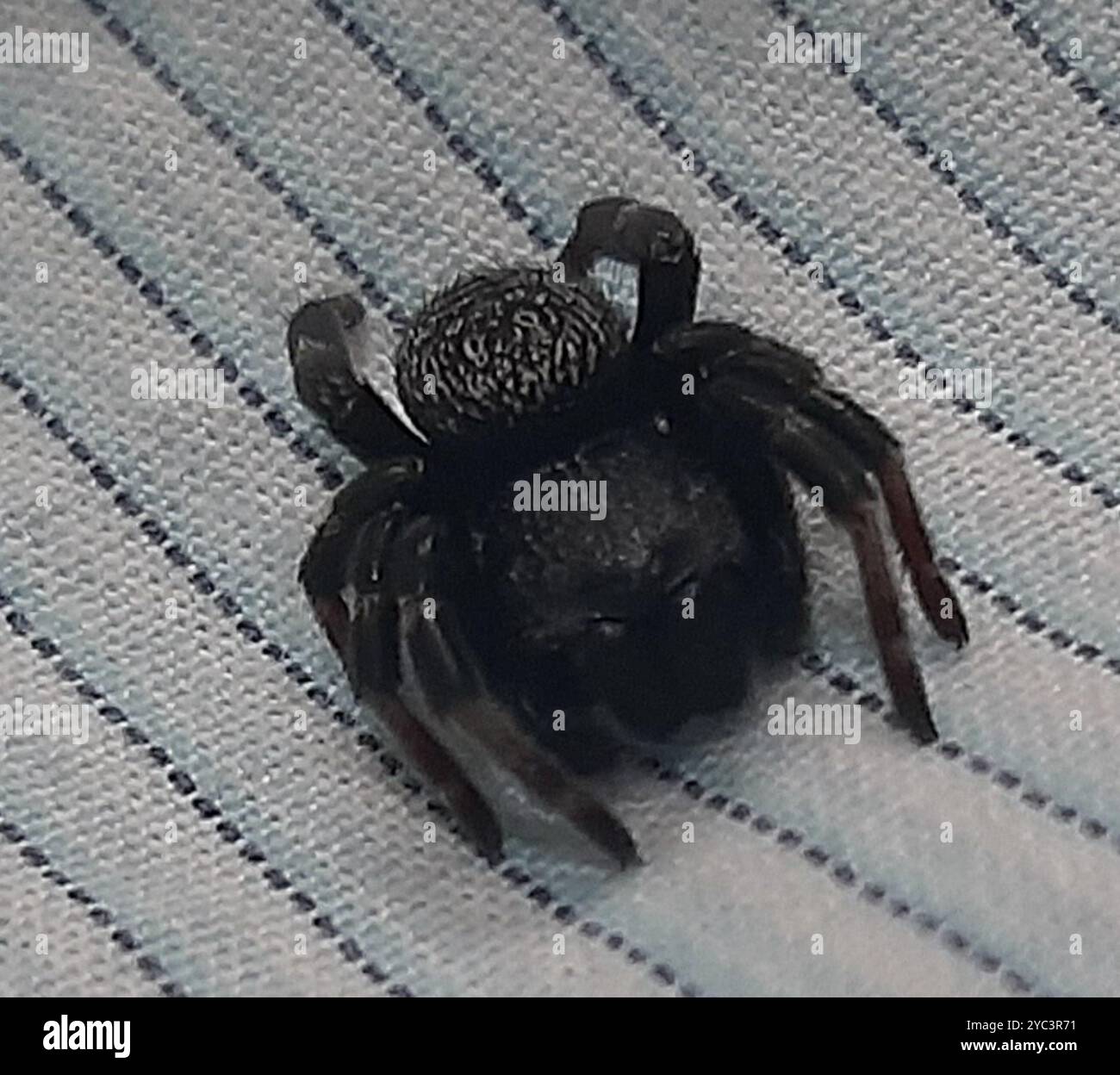 Tree Velvet Spiders (Gandanameno) Arachnida Stock Photo - Alamy