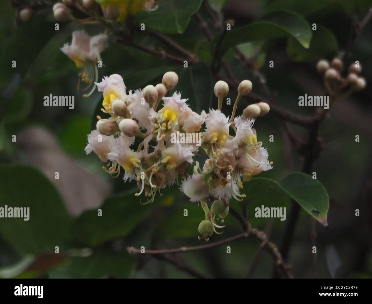Hiptage (Hiptage benghalensis) Plantae Stock Photo - Alamy