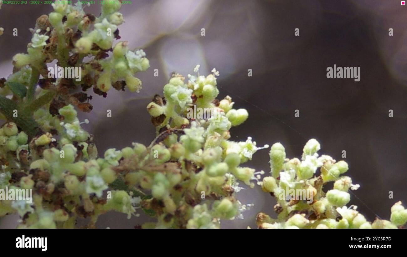salt bush (Cryptocarpus pyriformis) Plantae Stock Photo - Alamy