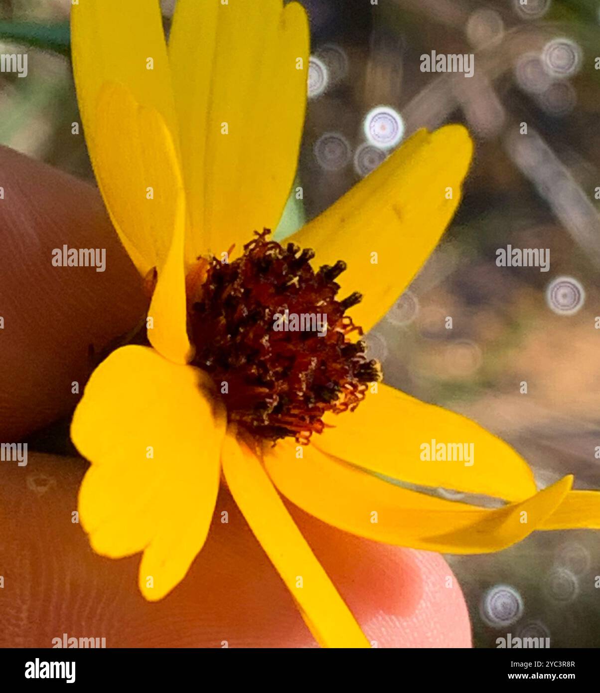 Florida Tickseed (Coreopsis floridana) Plantae Stock Photo - Alamy