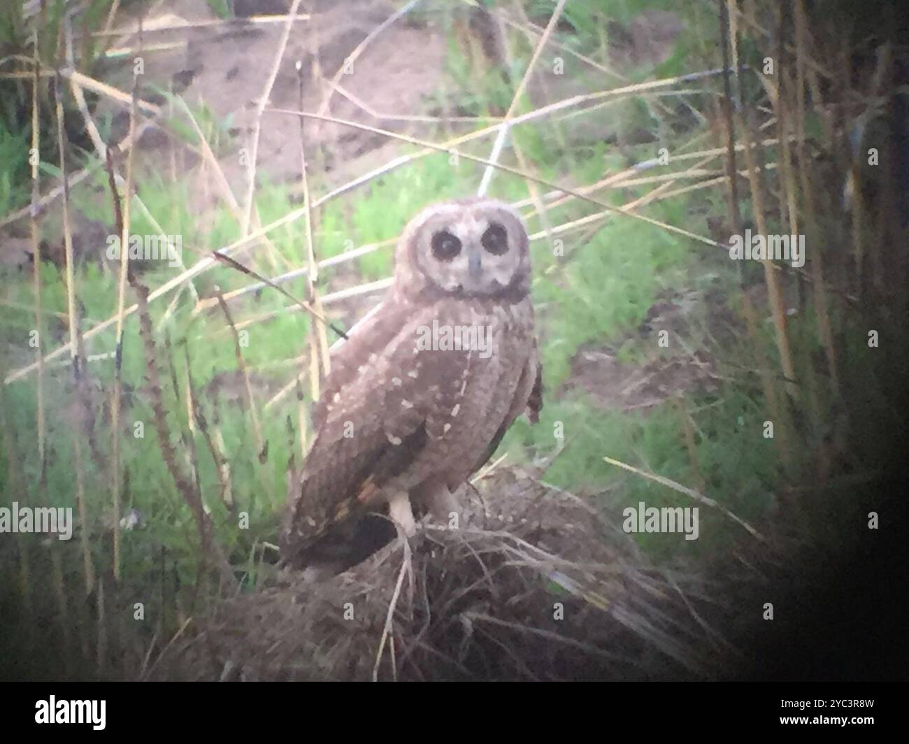 Marsh Owl (Asio capensis) Aves Stock Photo - Alamy