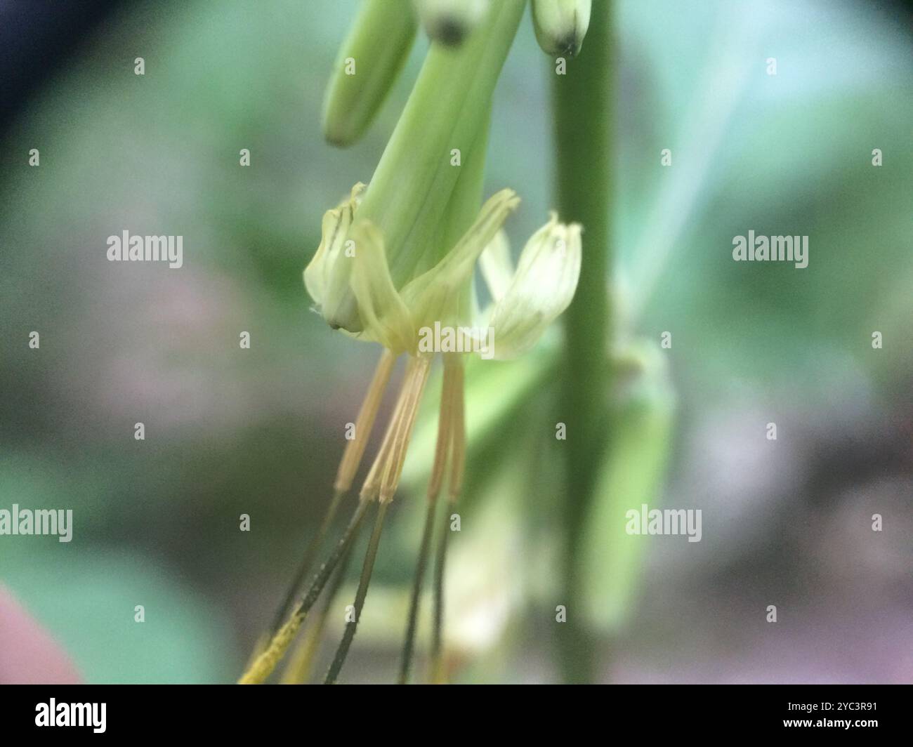tall rattlesnake root (Nabalus altissimus) Plantae Stock Photo - Alamy