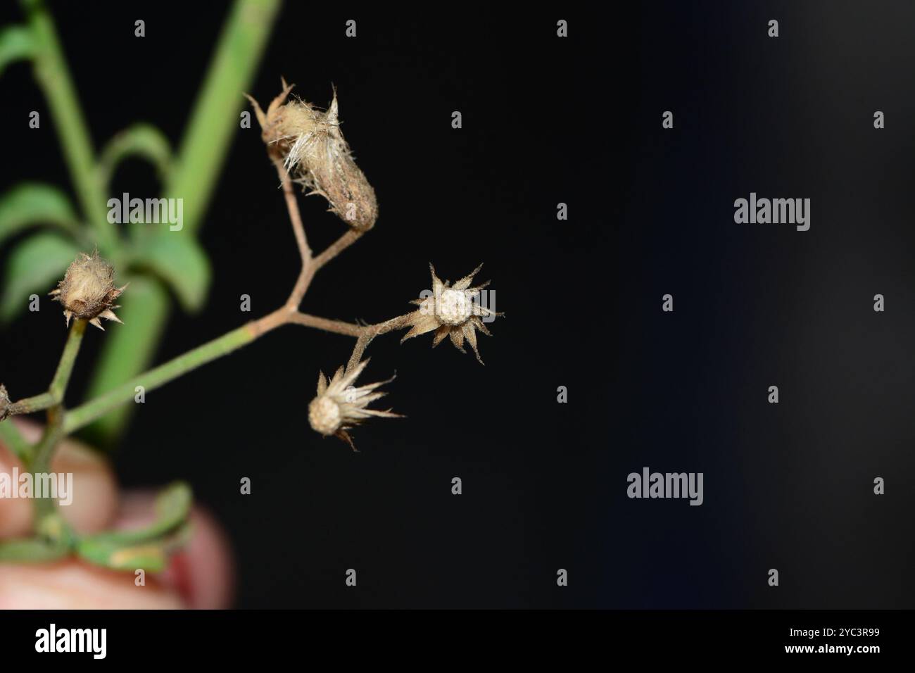 little ironweed (Cyanthillium cinereum) Plantae Stock Photo - Alamy