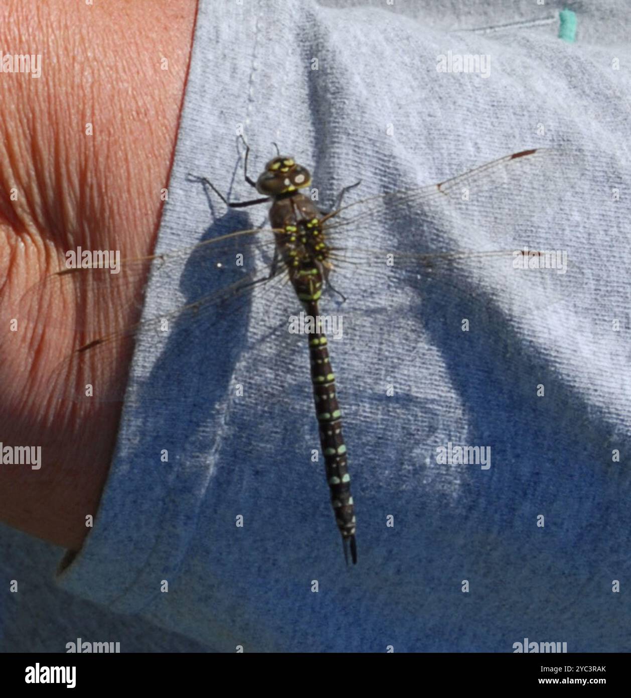 Hawkers and Typical Darners (Aeshna) Insecta Stock Photo - Alamy