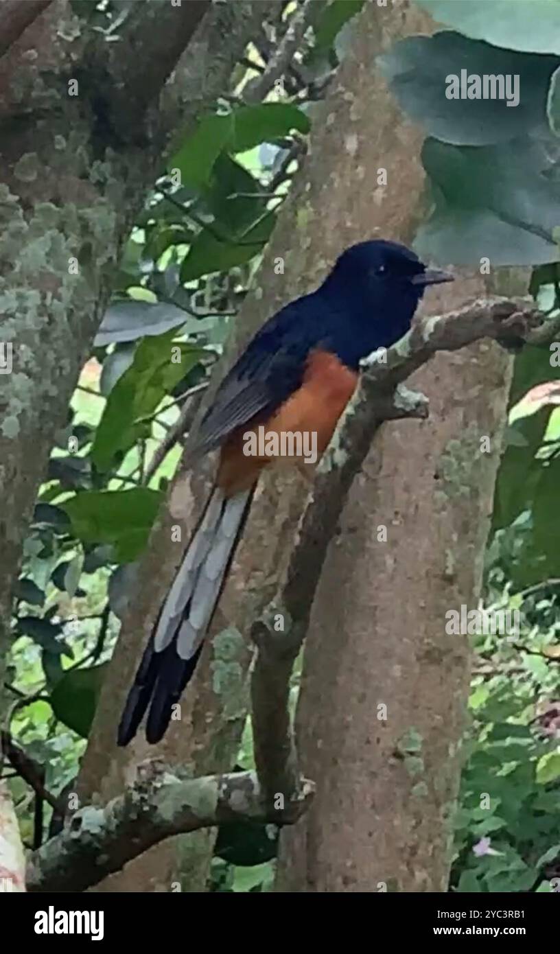 White-rumped Shama (Copsychus malabaricus) Aves Stock Photo - Alamy