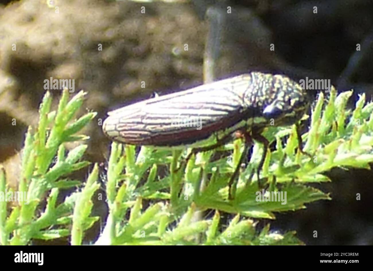 Lateral-lined Sharpshooter (Cuerna costalis) Insecta Stock Photo - Alamy