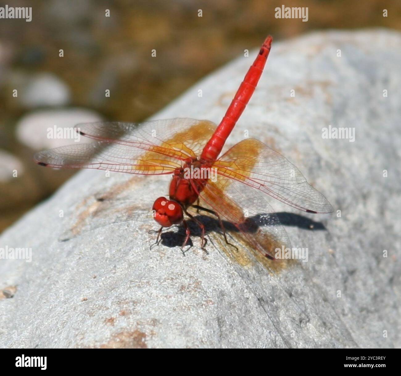 Orange-winged Dropwing (Trithemis kirbyi) Insecta Stock Photo - Alamy