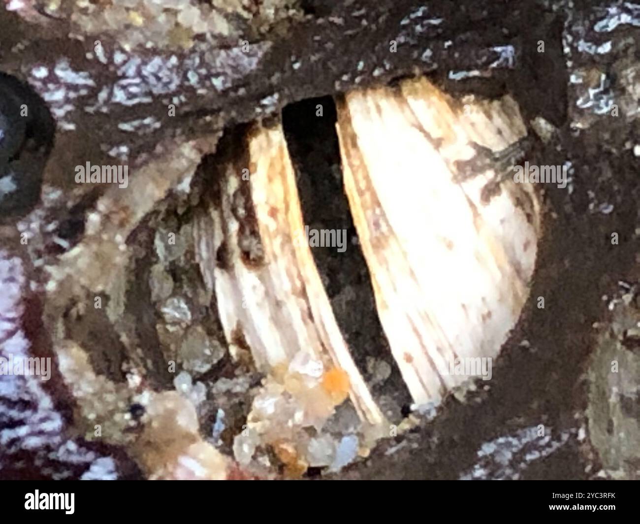 Piddocks and Angelwings (Pholadidae) Mollusca Stock Photo - Alamy