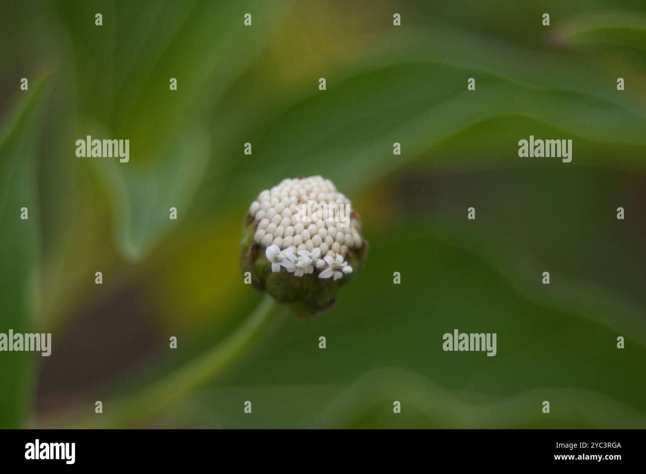 (Scalesia pedunculata) Plantae Stock Photo - Alamy