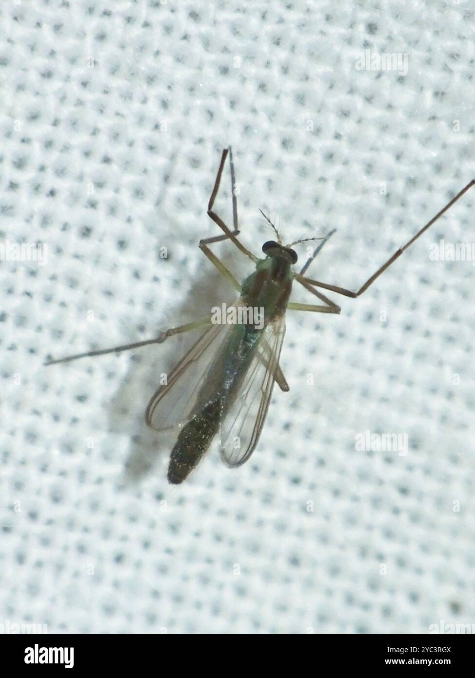 Non-biting Midges (Chironomidae) Insecta Stock Photo - Alamy