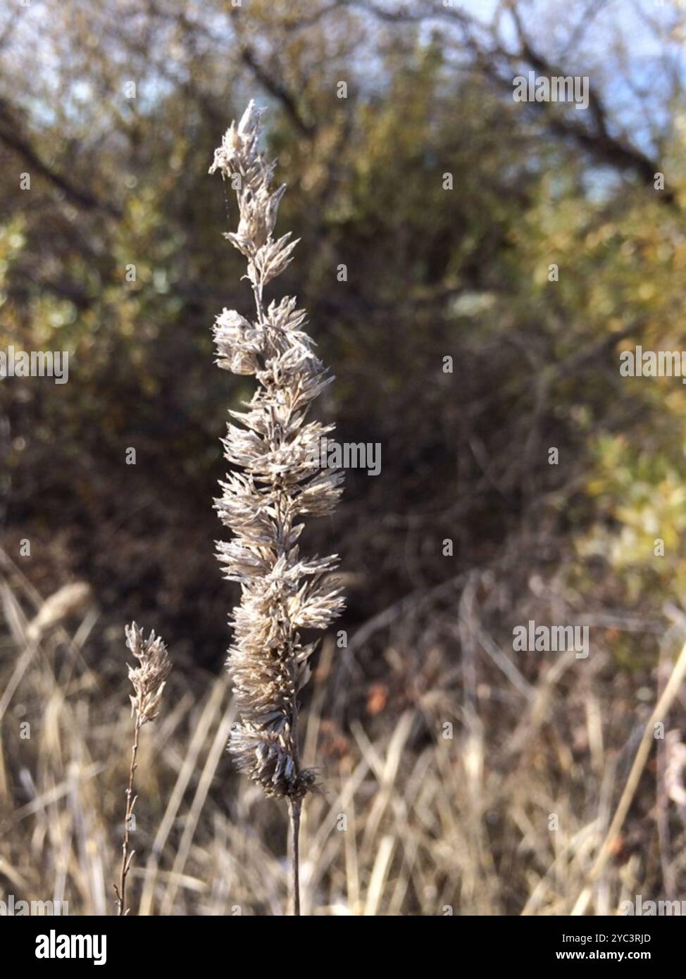 harding grass (Phalaris aquatica) Plantae Stock Photo - Alamy