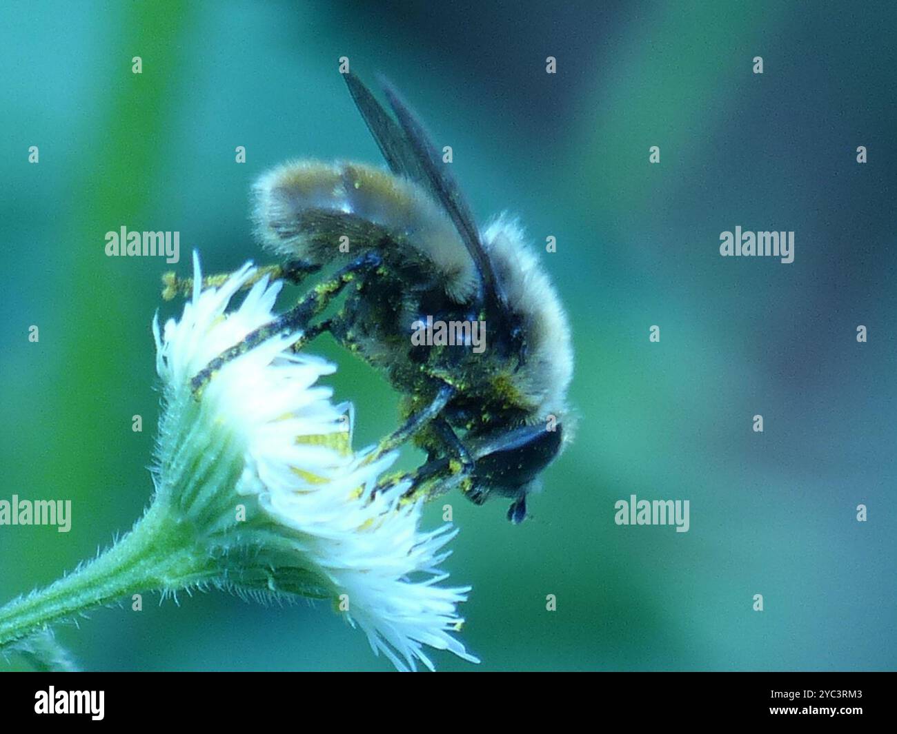 Narcissus Bulb Fly (Merodon equestris) Insecta Stock Photo - Alamy