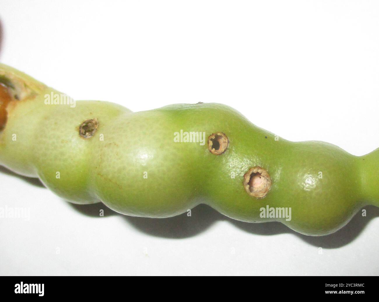 beadbean (Maerua angolensis) Plantae Stock Photo - Alamy