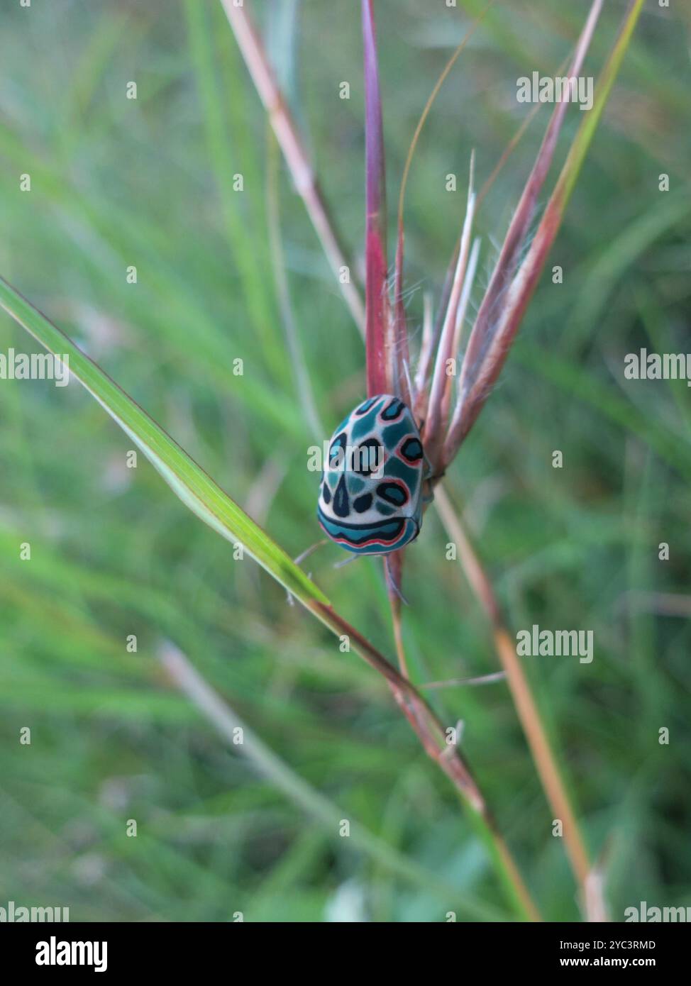 Picasso bug hi-res stock photography and images - Alamy