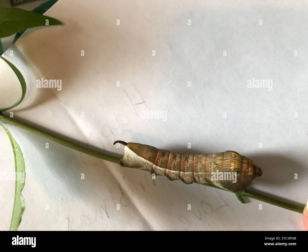 Pluto Sphinx (Xylophanes pluto) Insecta Stock Photo - Alamy