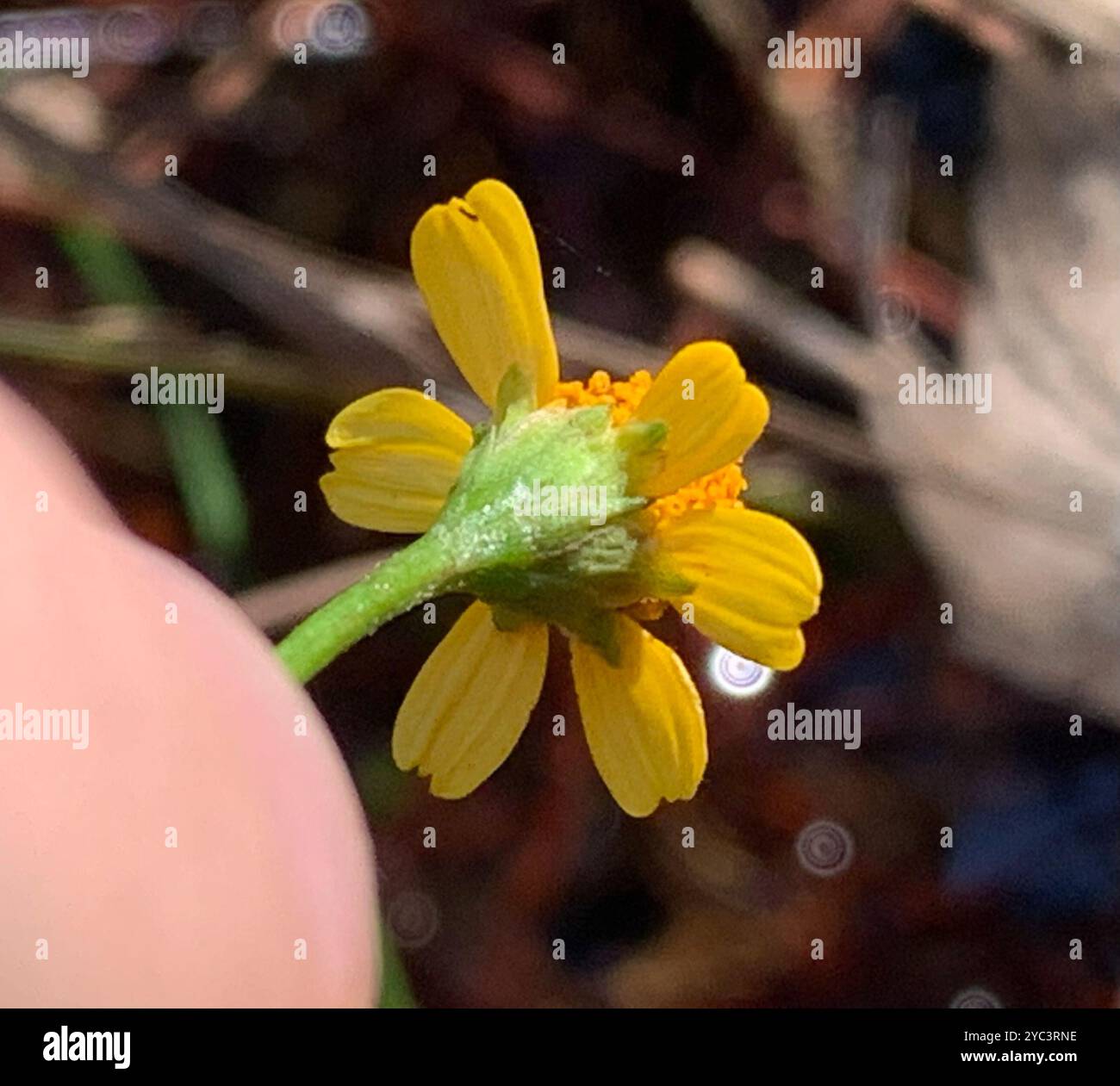 Oppositeleaf Spotflower (Acmella repens) Plantae Stock Photo - Alamy