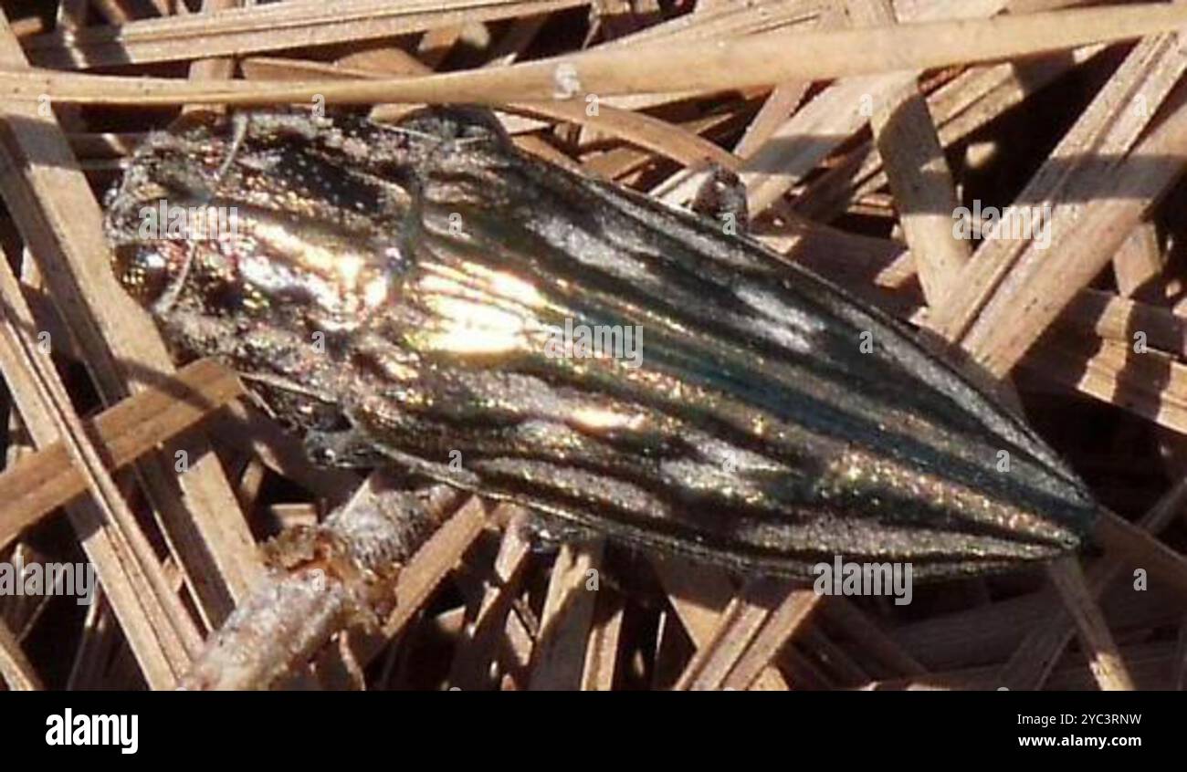 Southern Sculptured Pine Borer (Chalcophora georgiana) Insecta Stock ...