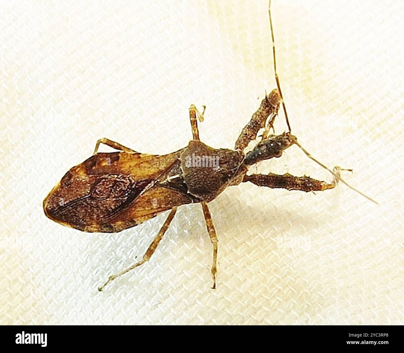 Sinea spinipes hi-res stock photography and images - Alamy