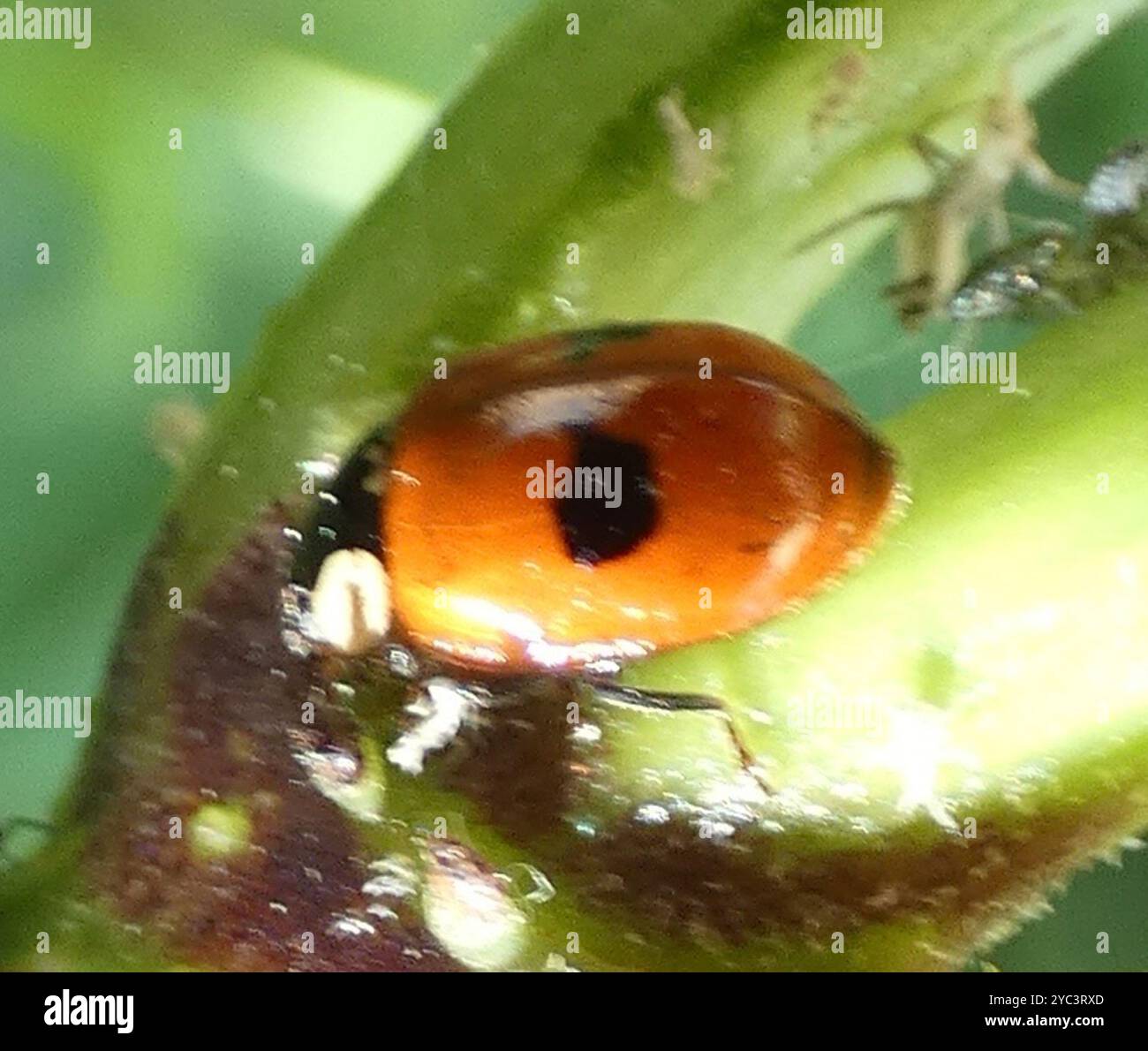 Two-spotted Lady Beetle (Adalia bipunctata) Insecta Stock Photo - Alamy