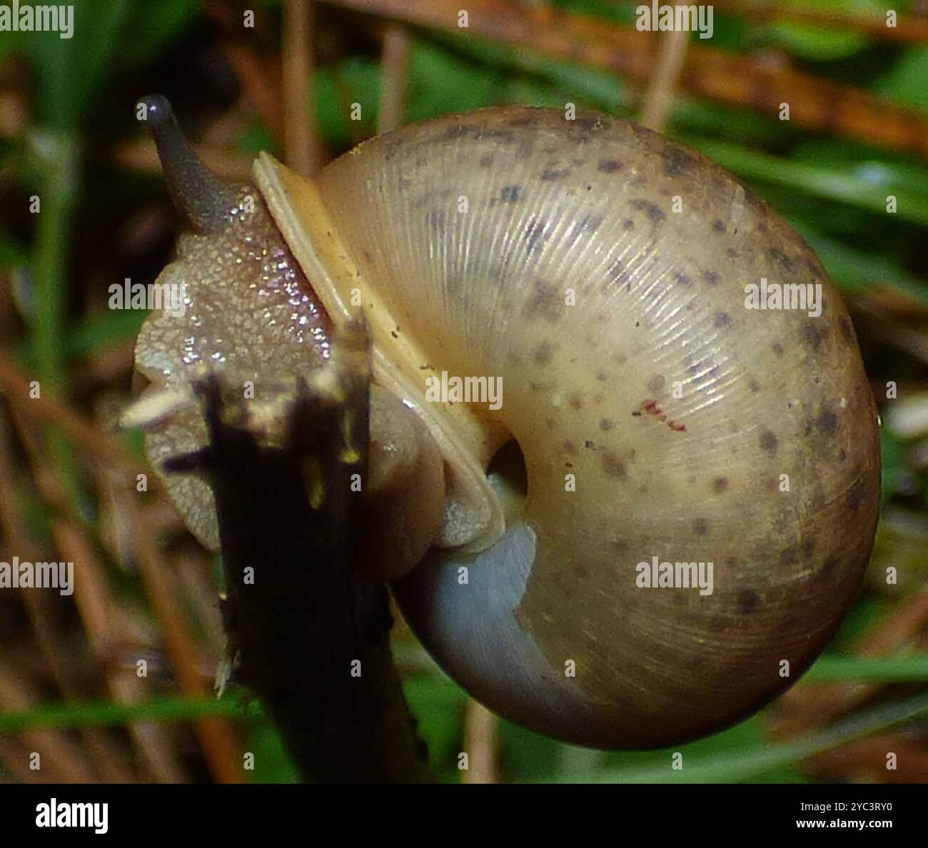 White-lip Globe Snail (Mesodon thyroidus) Mollusca Stock Photo - Alamy