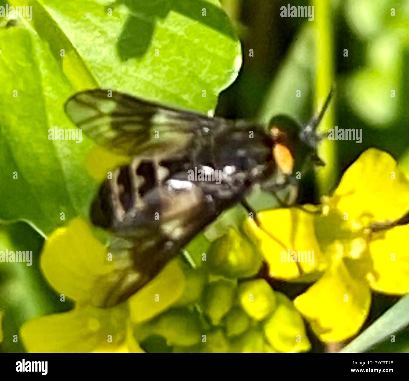 Twin-lobed Deer Fly (Chrysops relictus) Insecta Stock Photo - Alamy